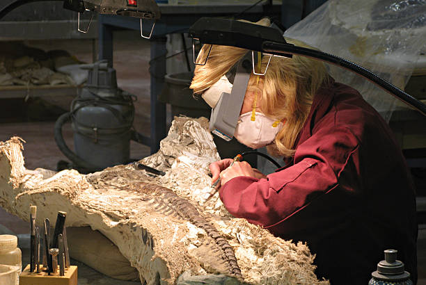 Paleontología: descubre la historia de los dinosaurios